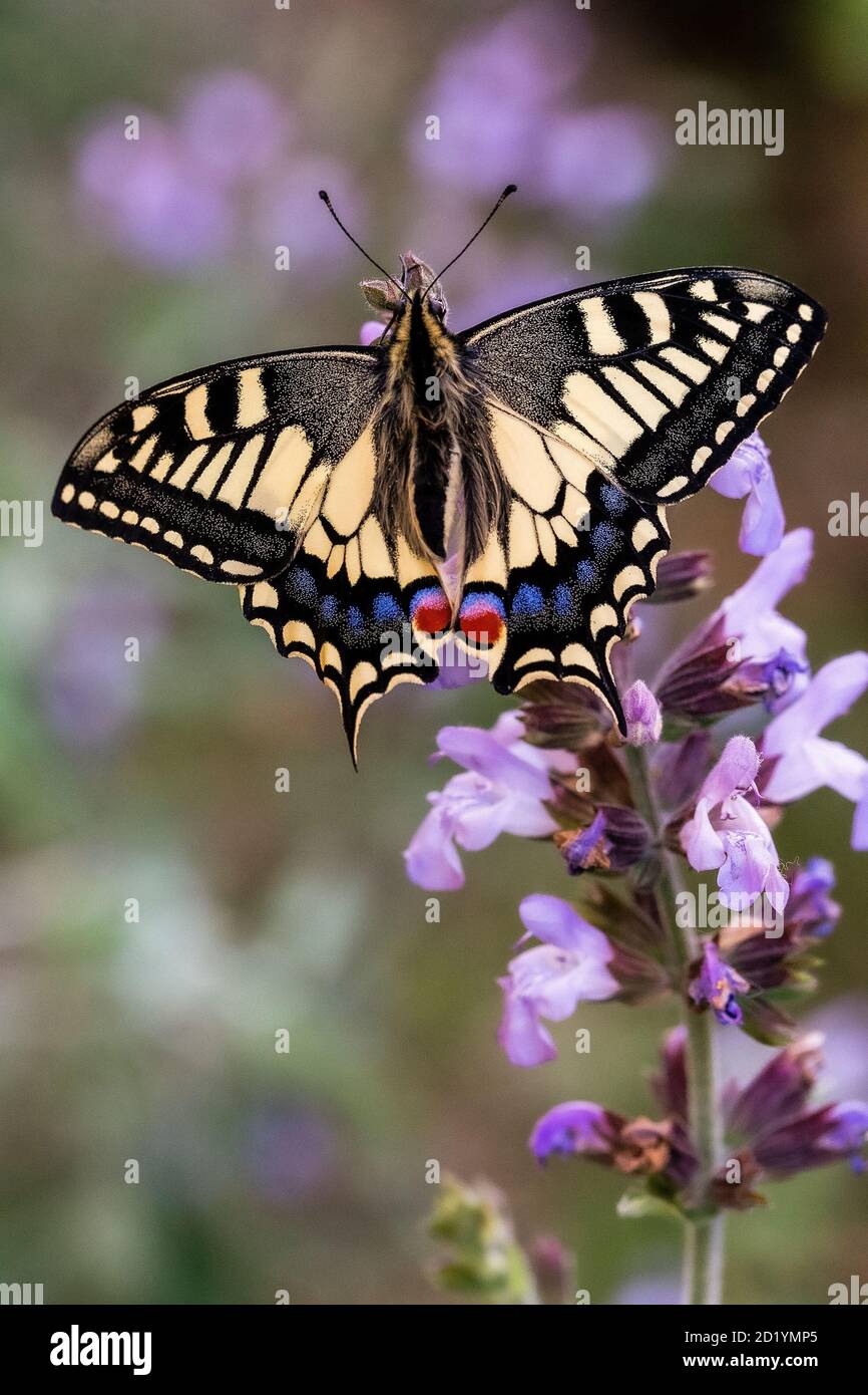 Papilio Machaon - Swallowtail butterfly Stock Photo - Alamy