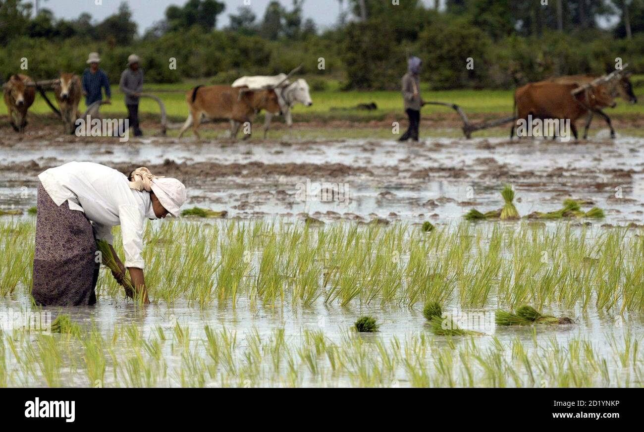 Farmer sowing in the rice fields hi-res stock photography and images ...