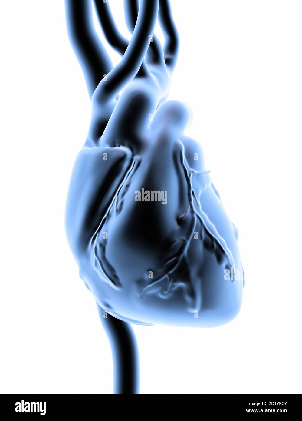 Human heart x ray hi-res stock photography and images - Alamy