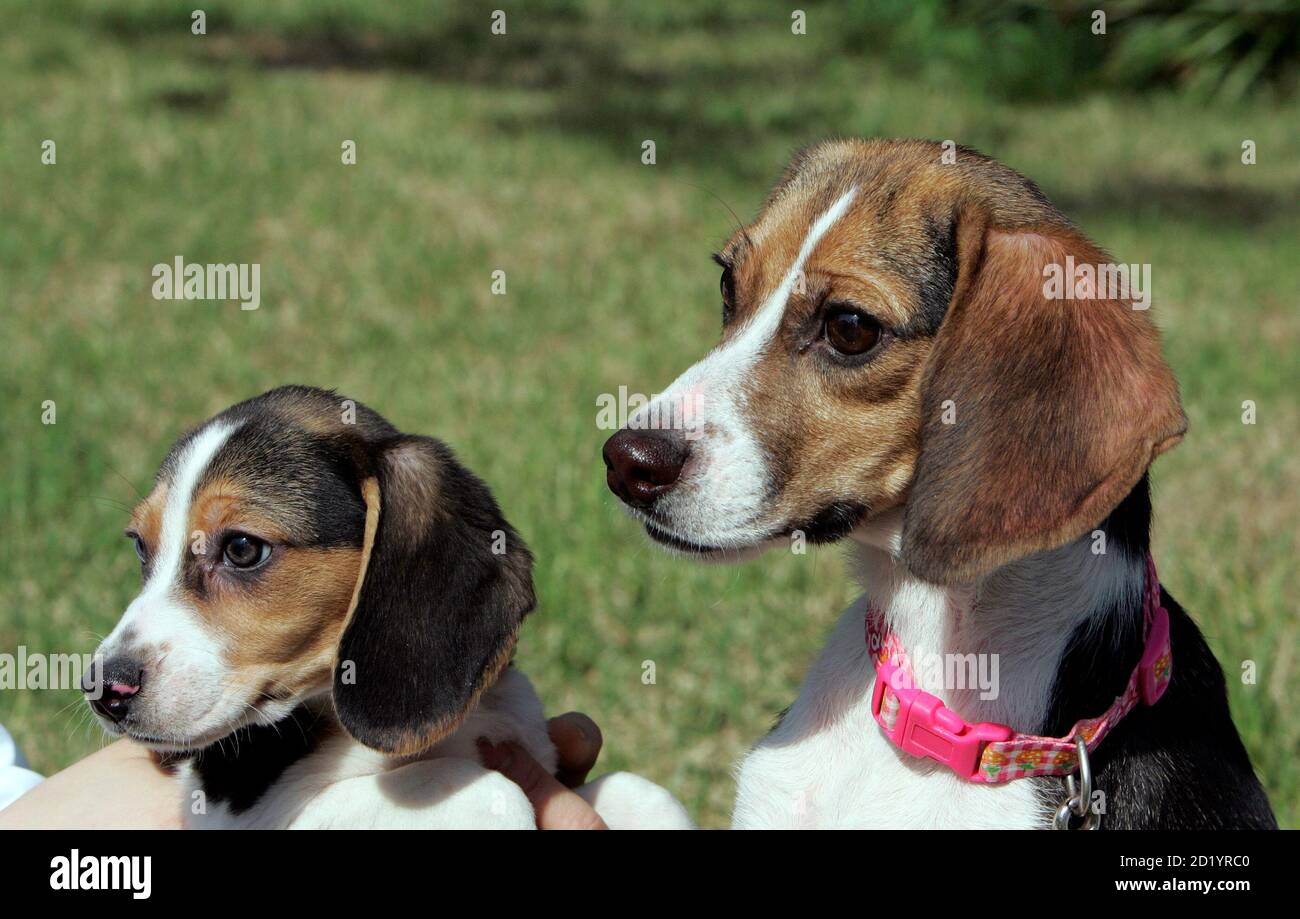 Old beagle hi-res stock photography and images - Alamy