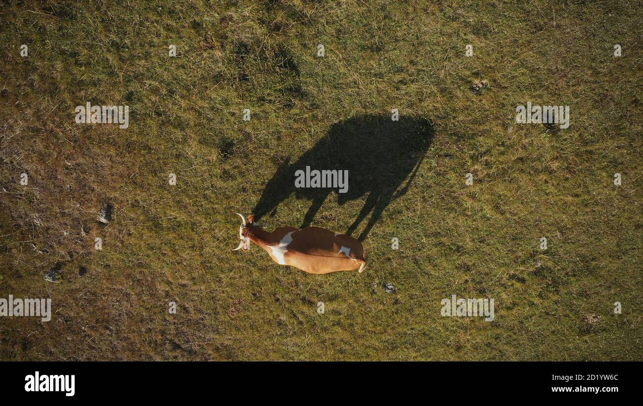 Top view aerial of cow grazing on pasture land, drone pov Stock Photo ...