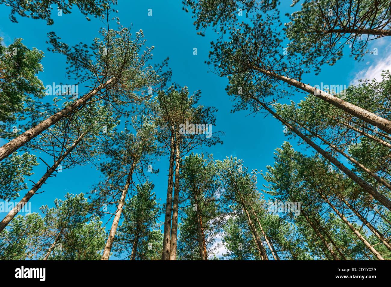 Very tall evergreen tree hi-res stock photography and images - Alamy