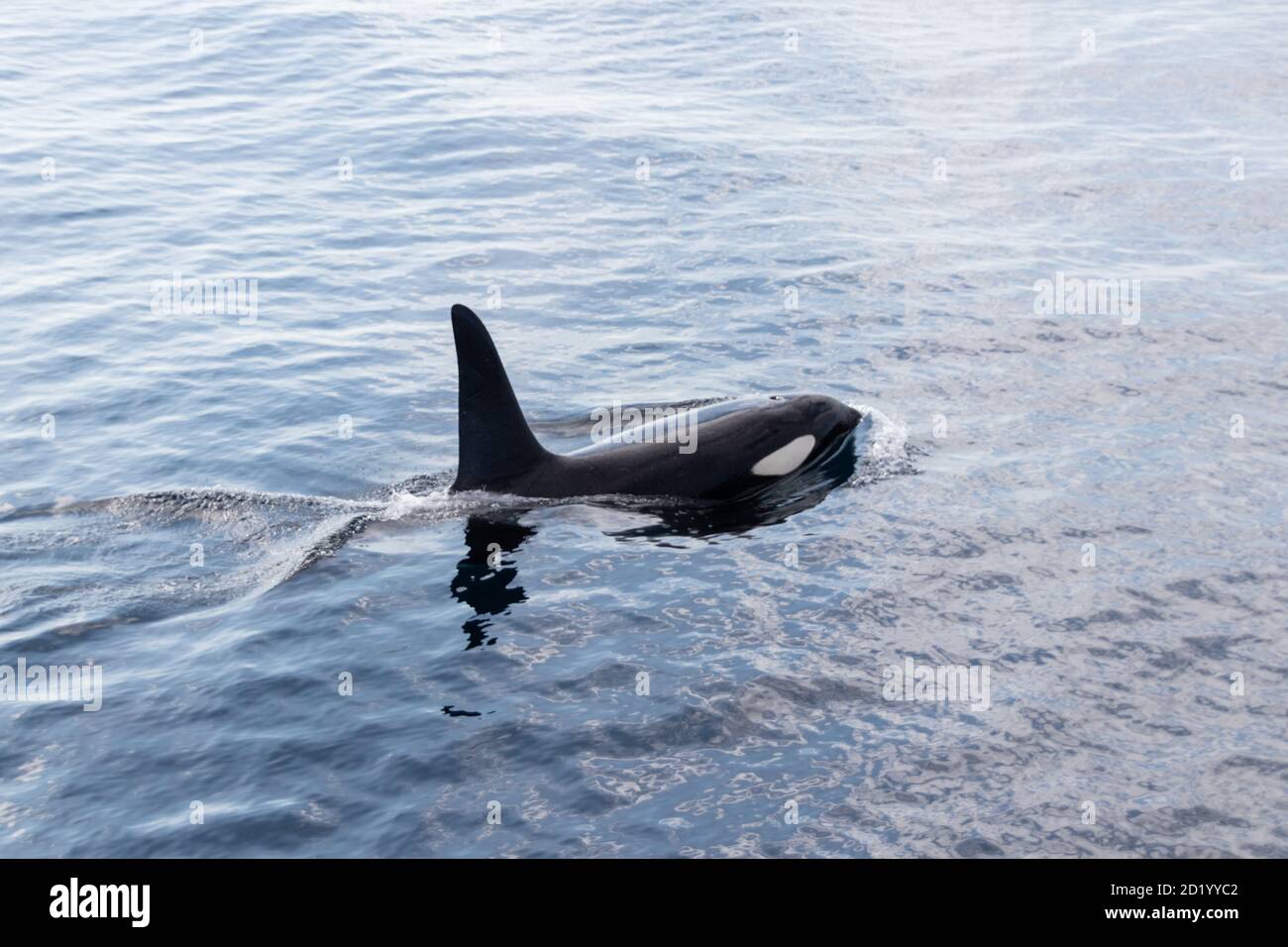 Killer whale in the nordic ocean Stock Photo - Alamy