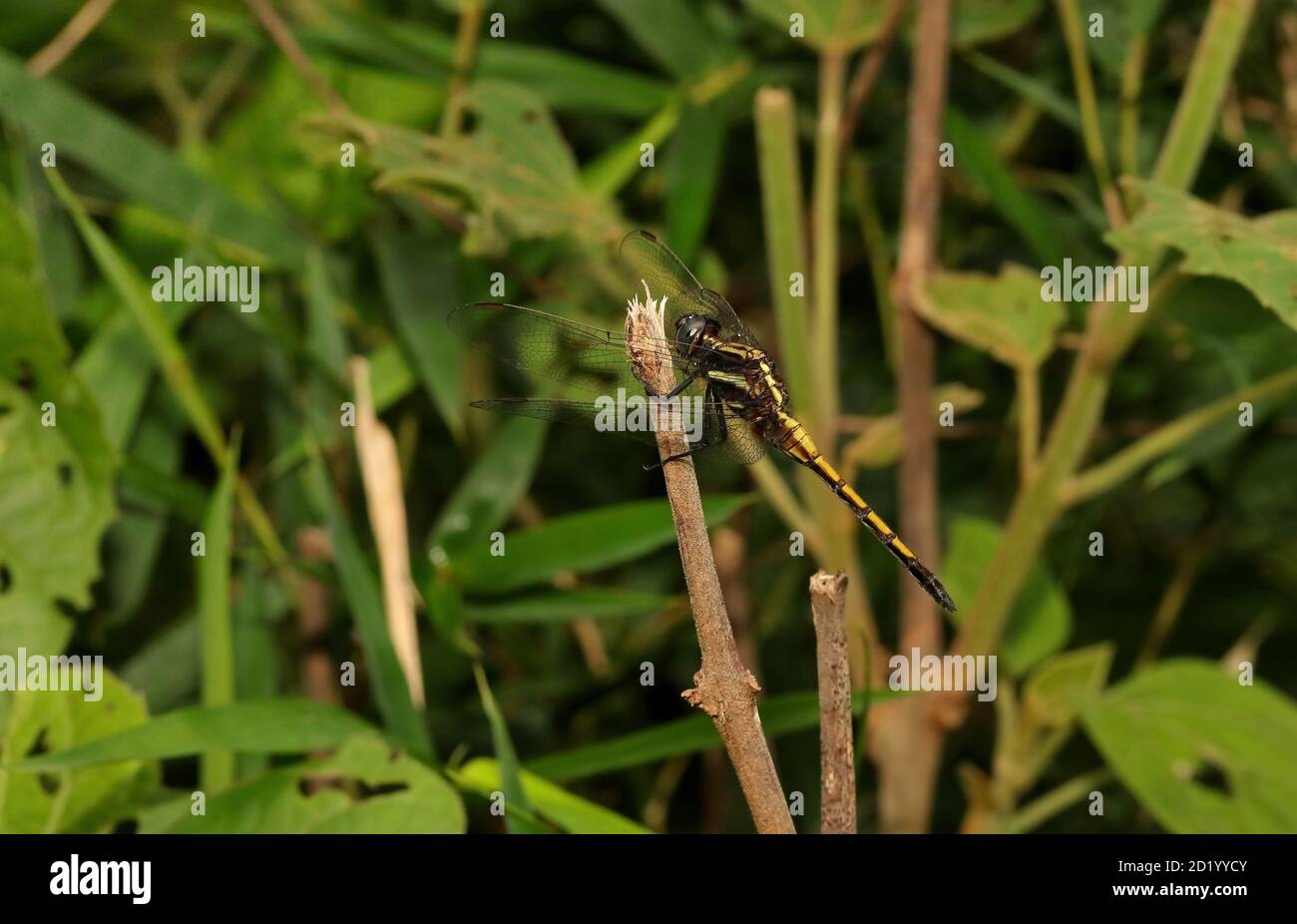 Female Blue Marsh Hawk, Orthetrum Glaucum, Ganeshgudi, Karnataka, India ...