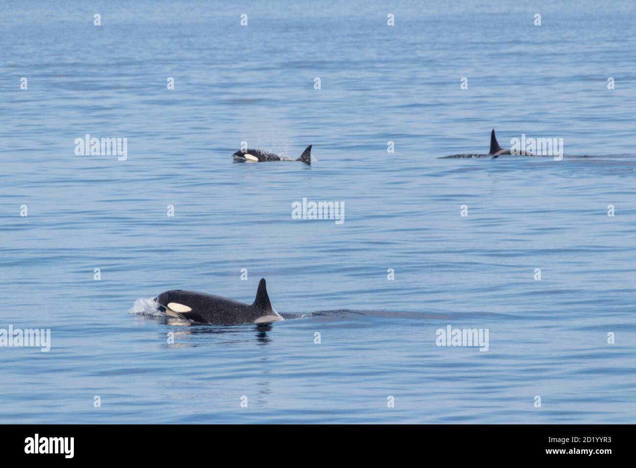 Killer whale in the nordic ocean Stock Photo - Alamy