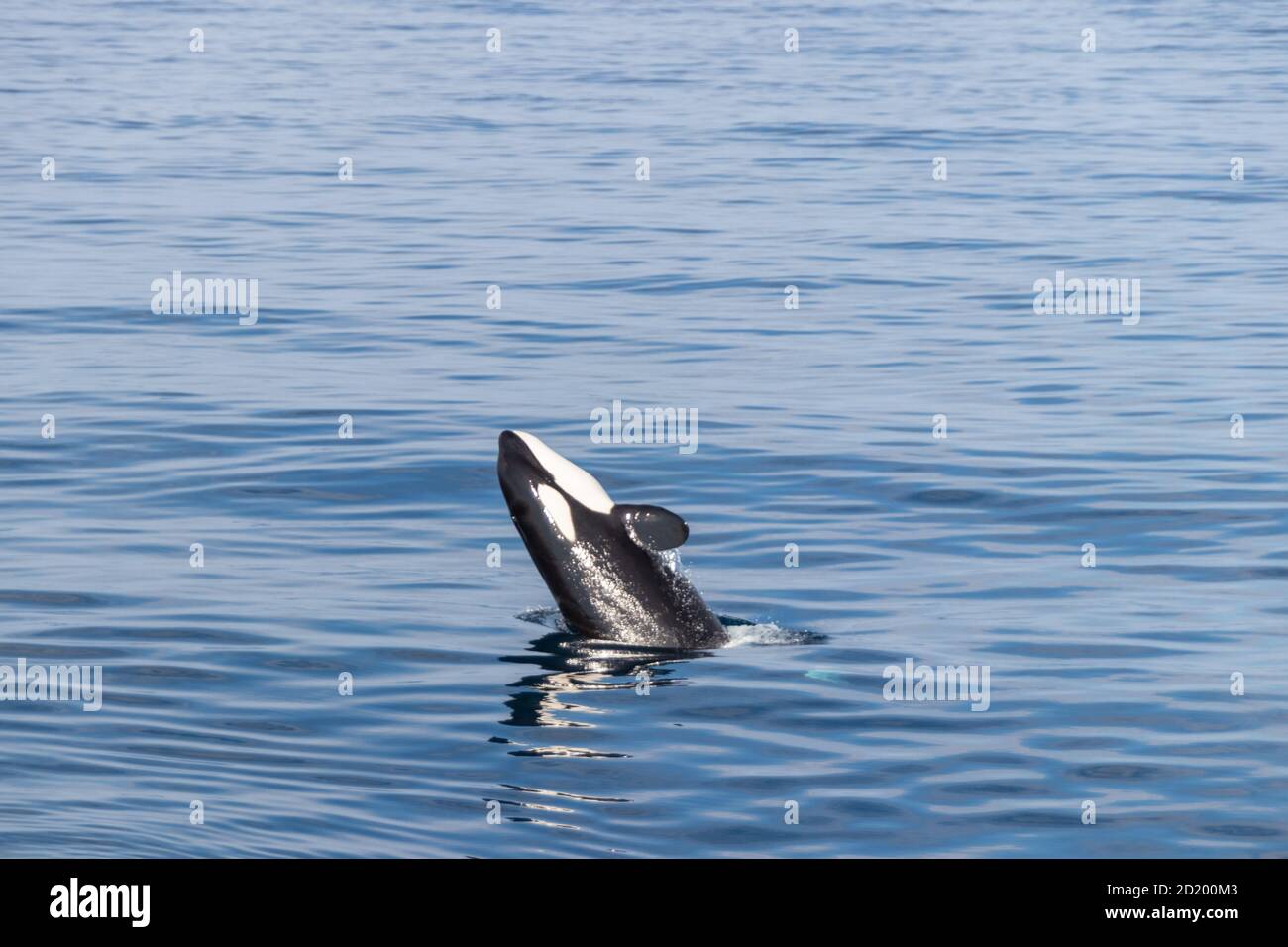 Killer whale in the nordic ocean Stock Photo - Alamy