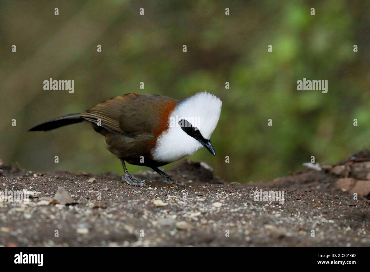 White Crested Laughing Thrush, Garrulax leucolophus, Sattal ...