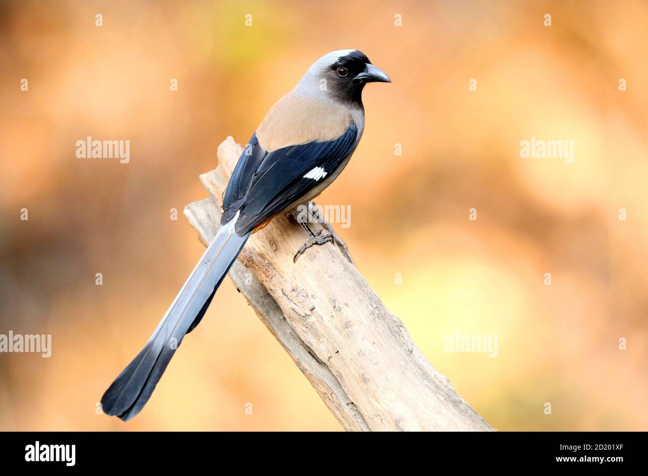 Grey himalayan treepie dendrocitta hi-res stock photography and images ...