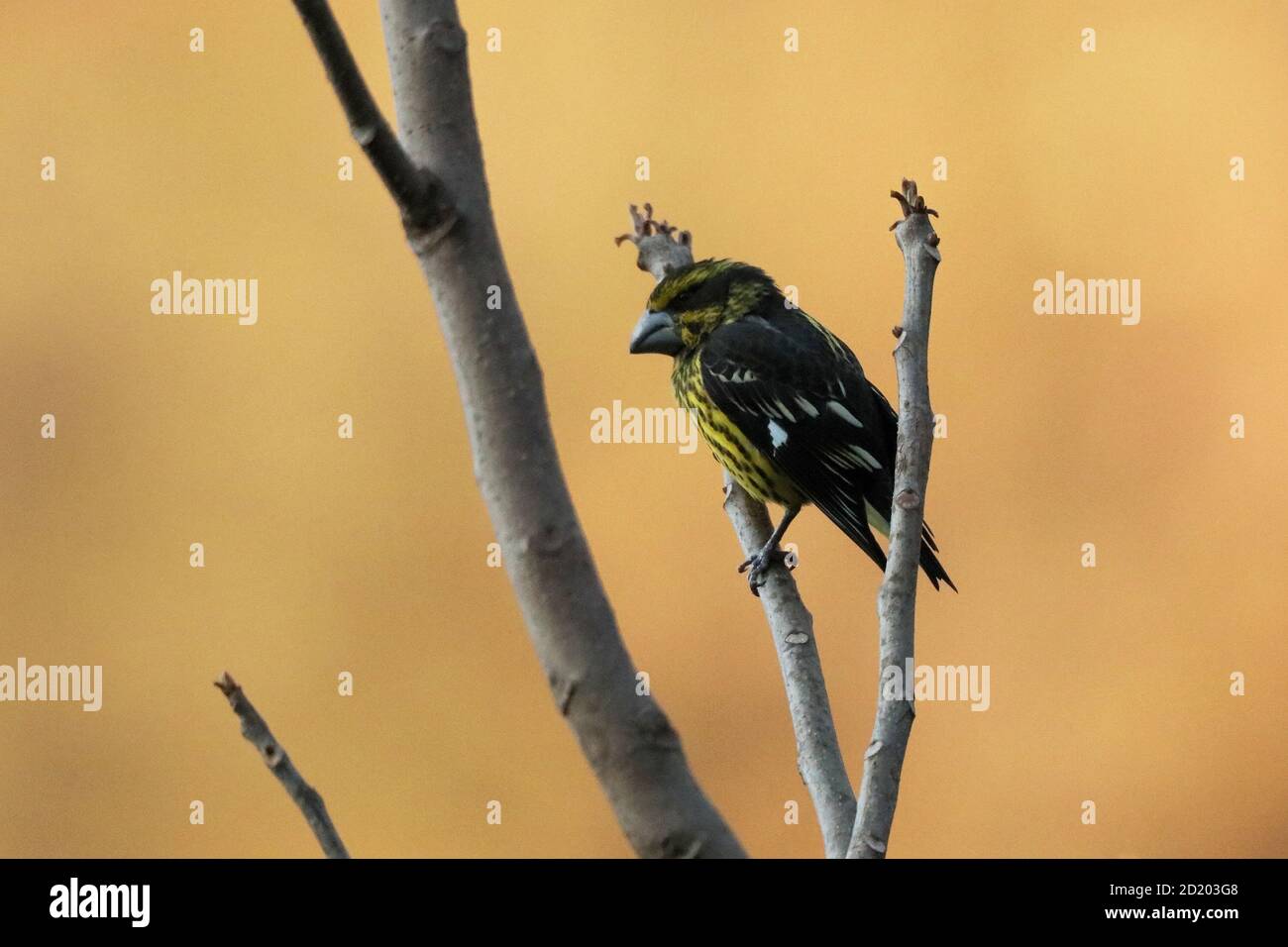 Grossbeak hi-res stock photography and images - Alamy