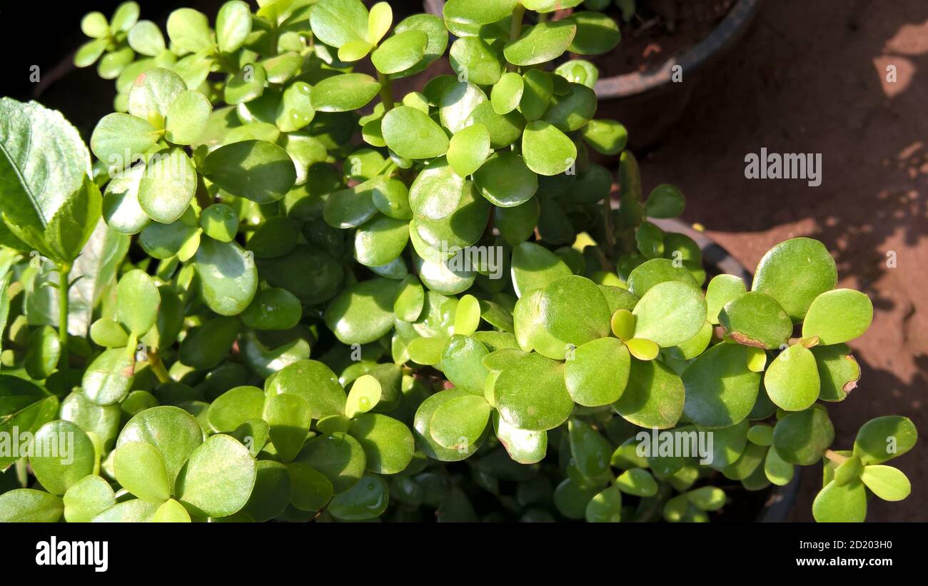 Crassula ovate also called as jade plant or lucky plant or money tree ...