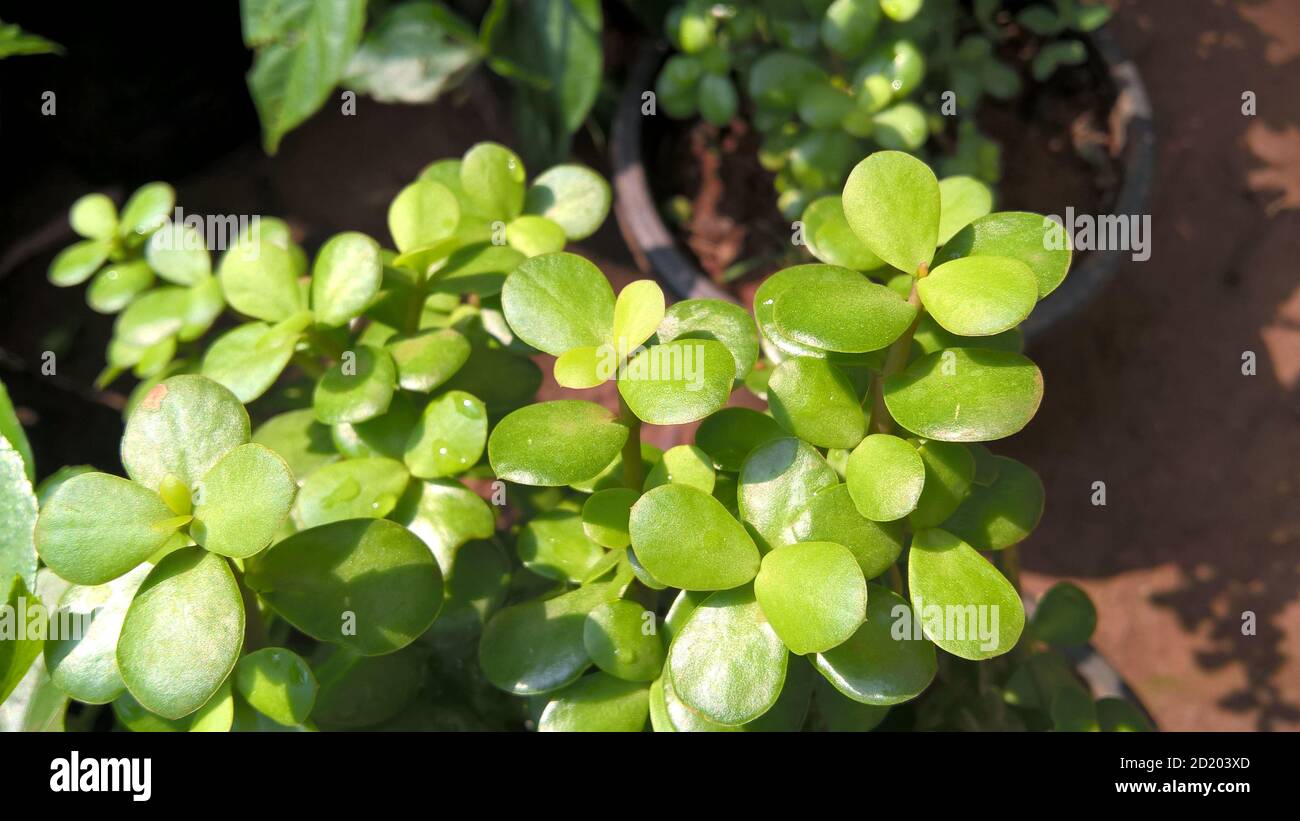 Crassula ovate also called as jade plant or lucky plant or money tree ...