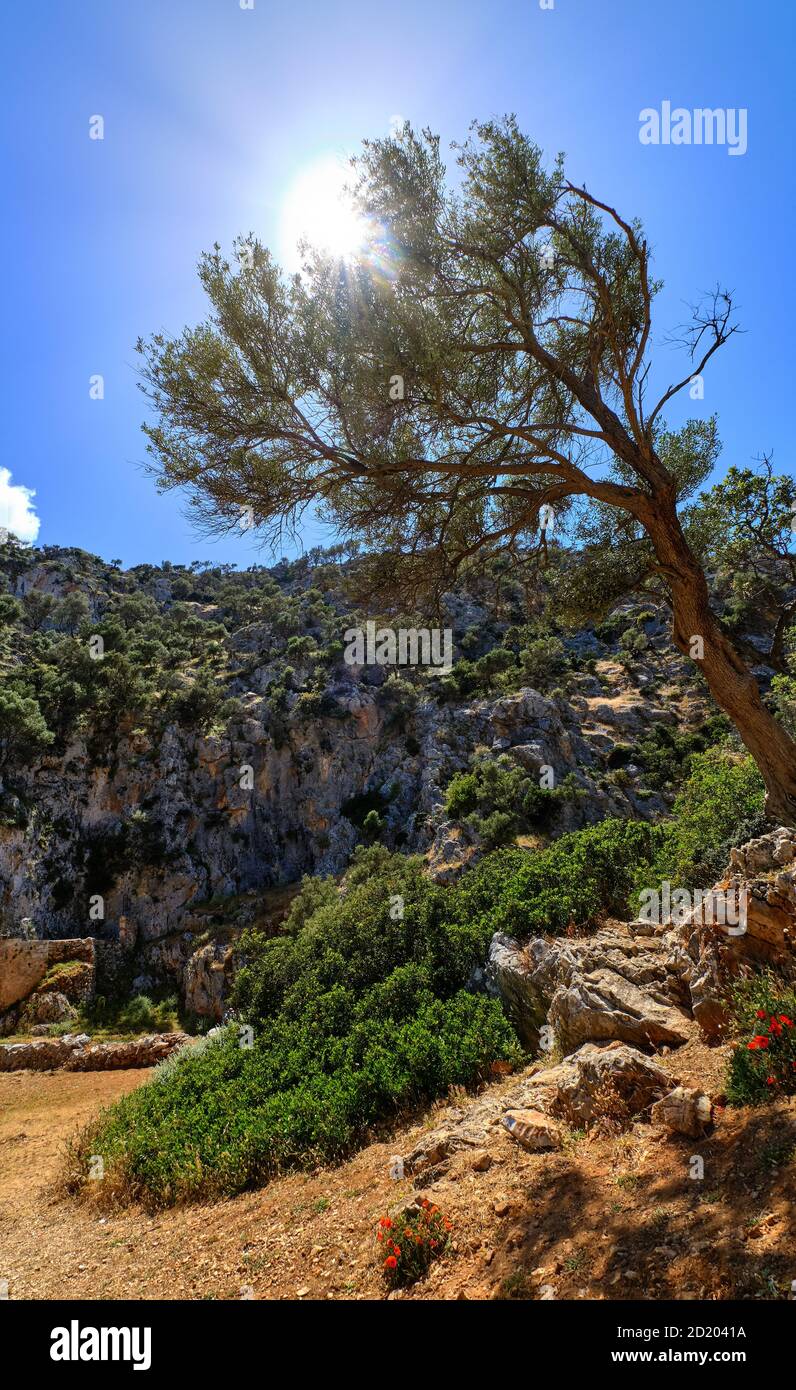 Typical Greek landscape, mountains, spring, bushes, rocky road. Olive ...