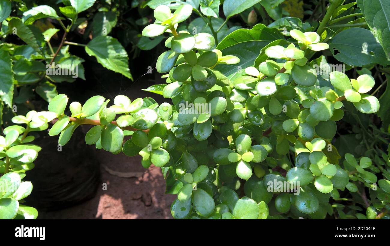 Crassula ovate also called as jade plant or lucky plant or money tree ...