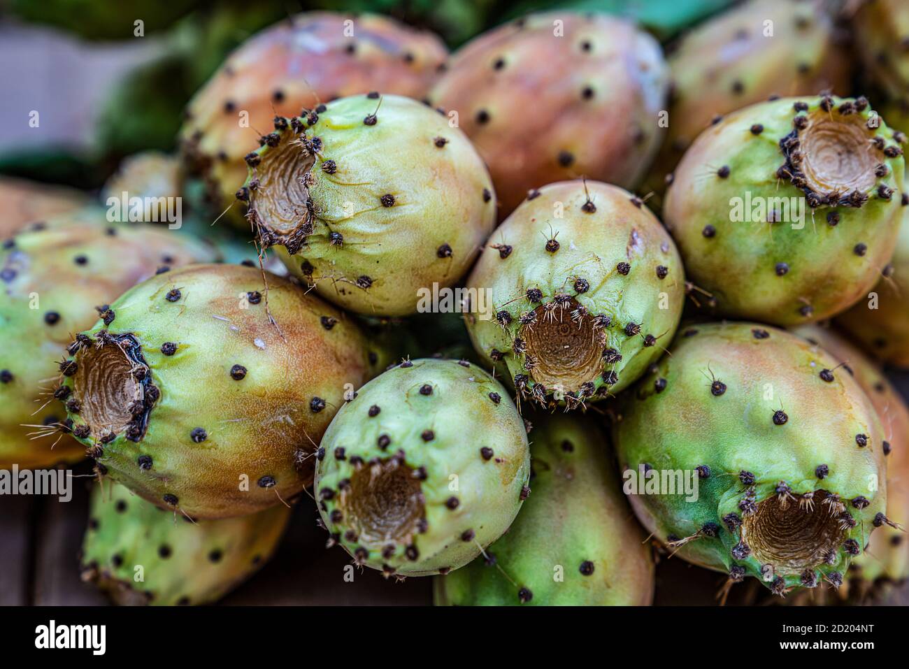 Prickly pear cactus (Opuntia, ficus-indica, Indian fig opuntia) with ...