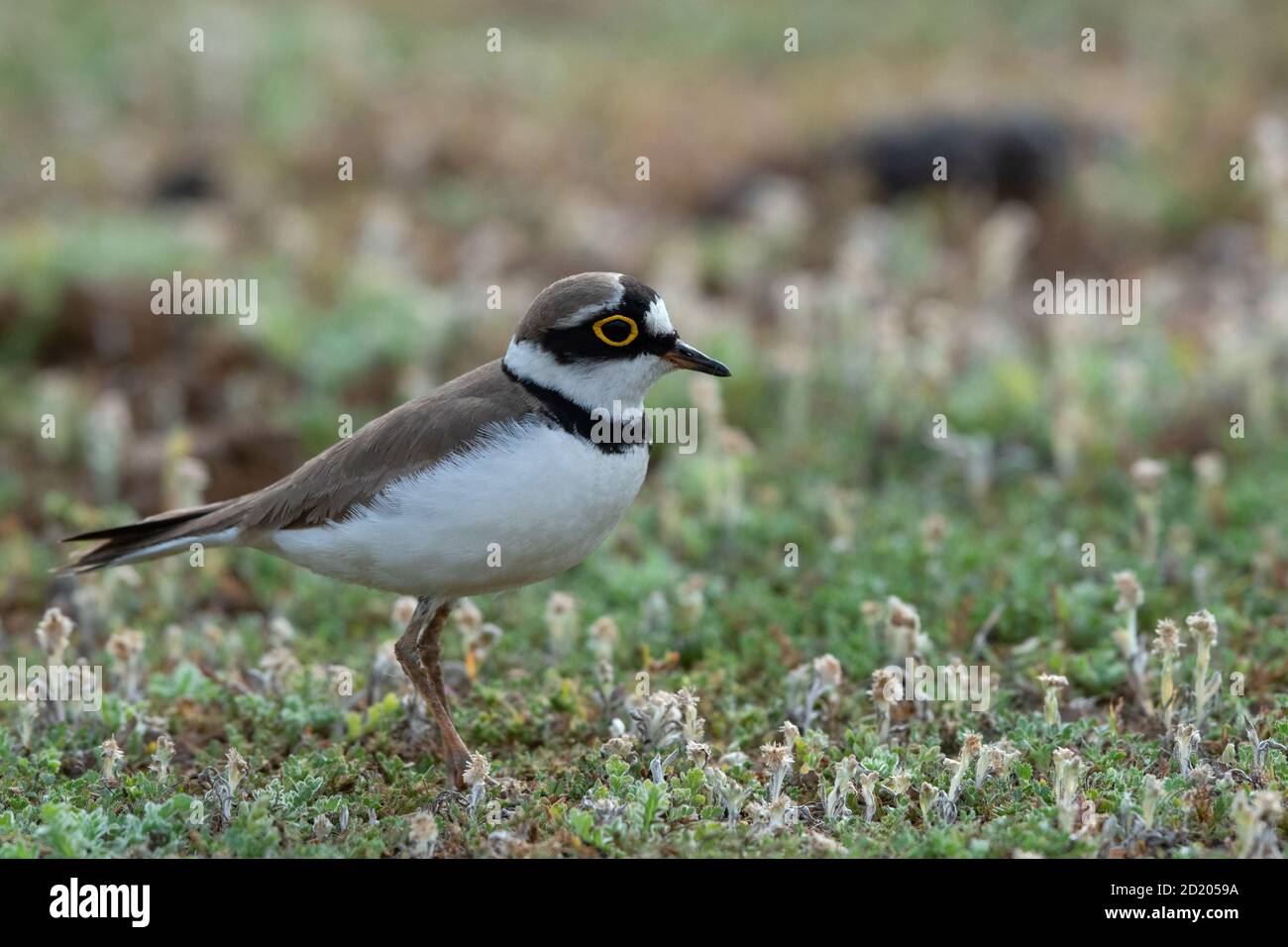 Little ringed plover, Charadrius dubius, Lonavala, Pune, Maharashtra ...