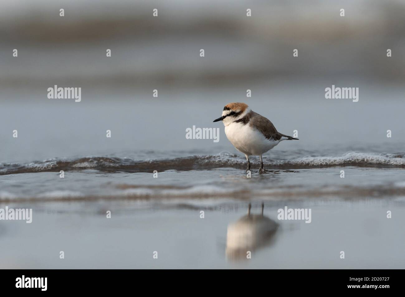 Kentish Plover, Charadrius alexandrinus, Akshi Beach, Alibaug ...