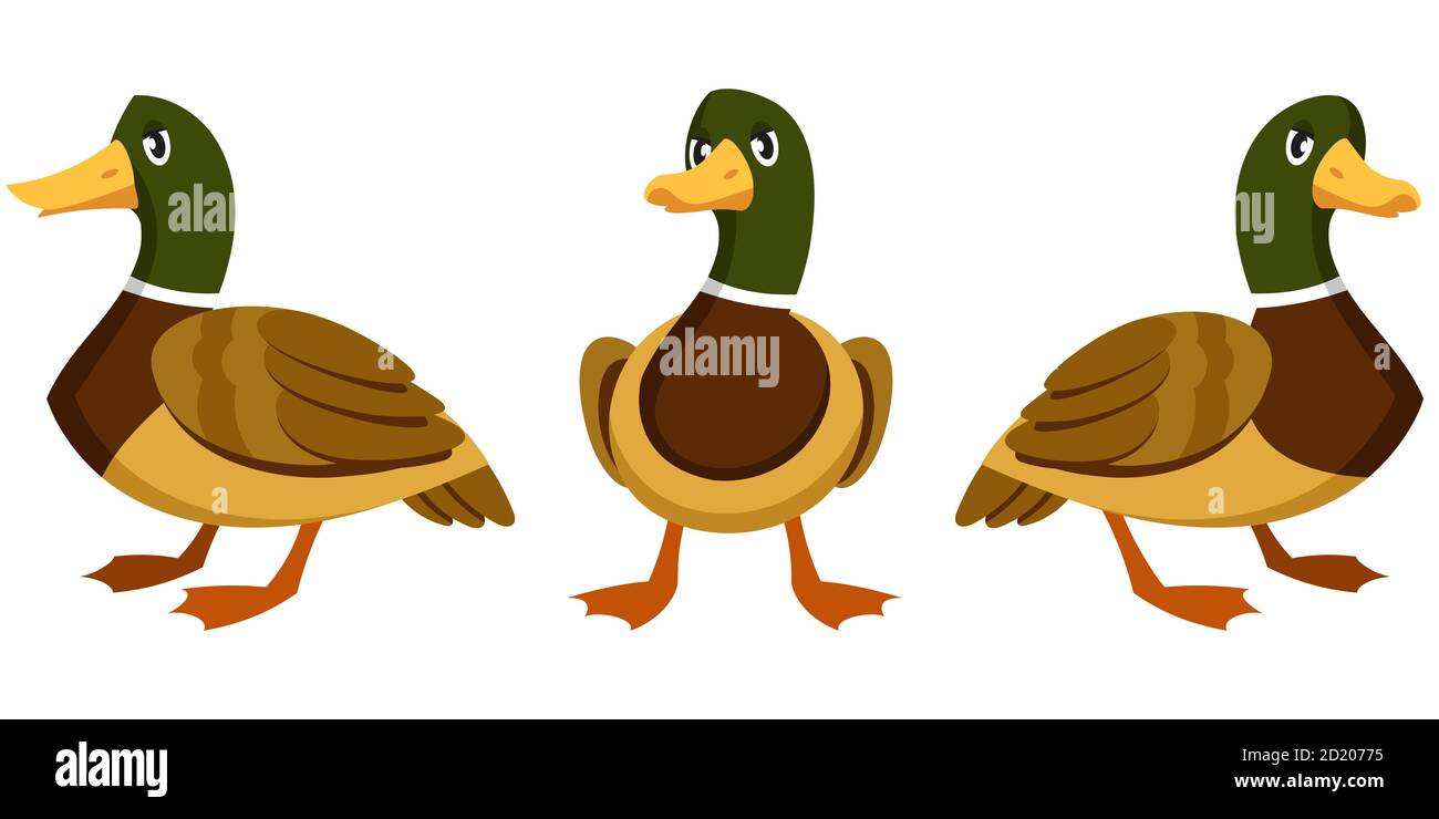 Drake in different poses. Farm bird in cartoon style Stock Vector Image ...