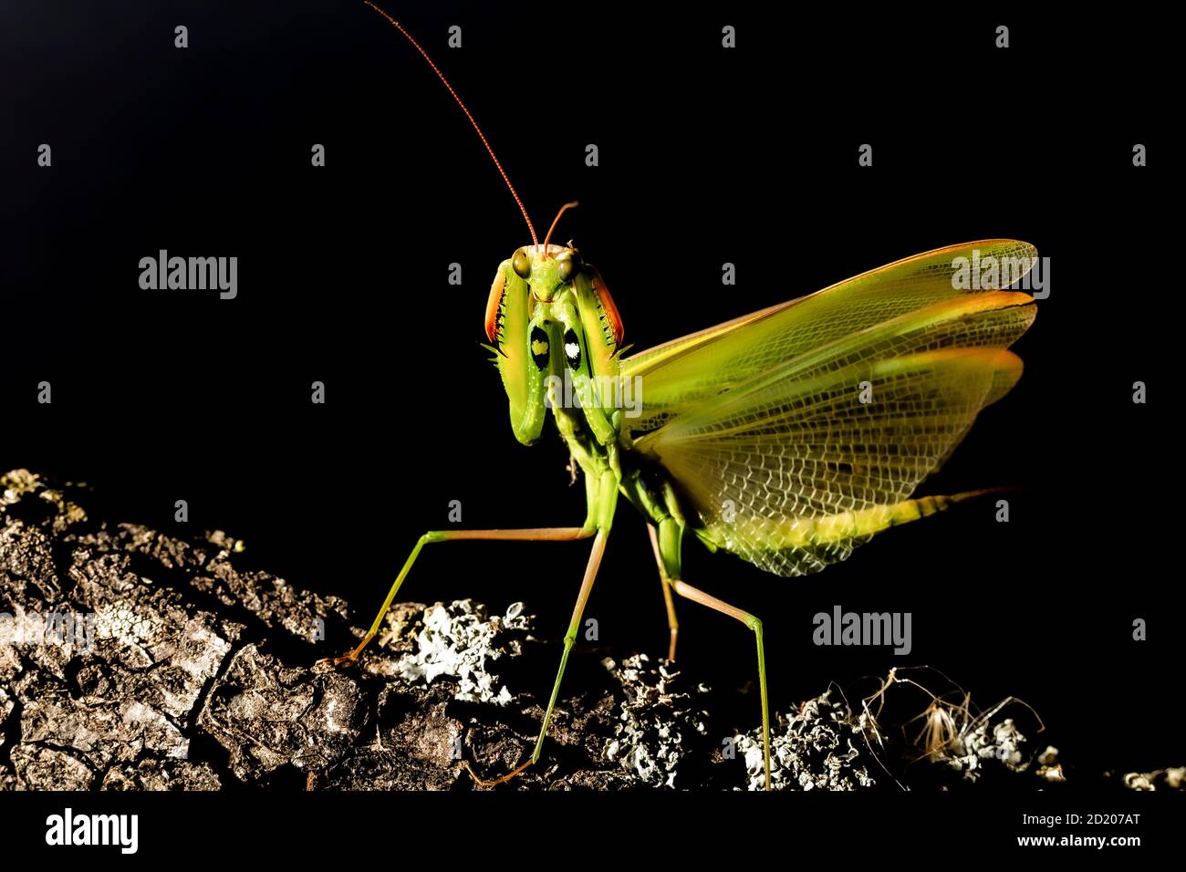 Mantis Religiosa - praying mantis Stock Photo - Alamy