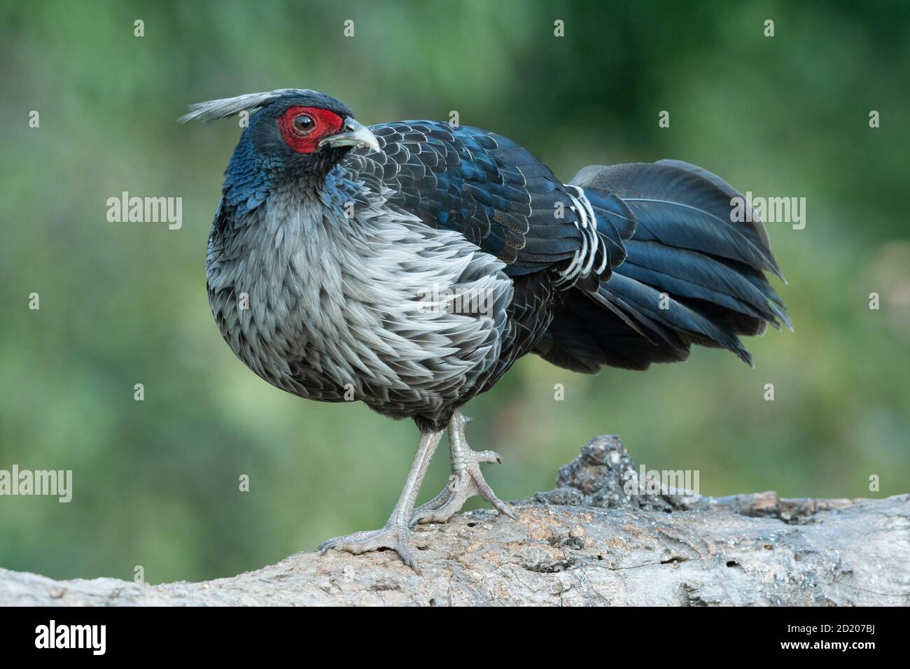 White Crested Kalij Pheasant