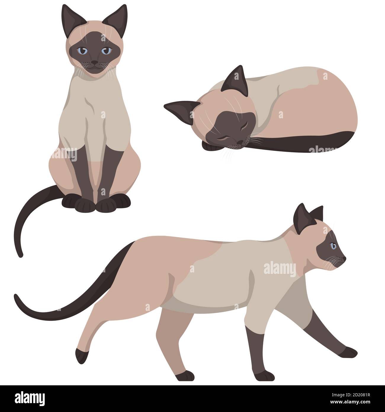 Siamese cat in different poses. Beautiful pet in cartoon style Stock ...