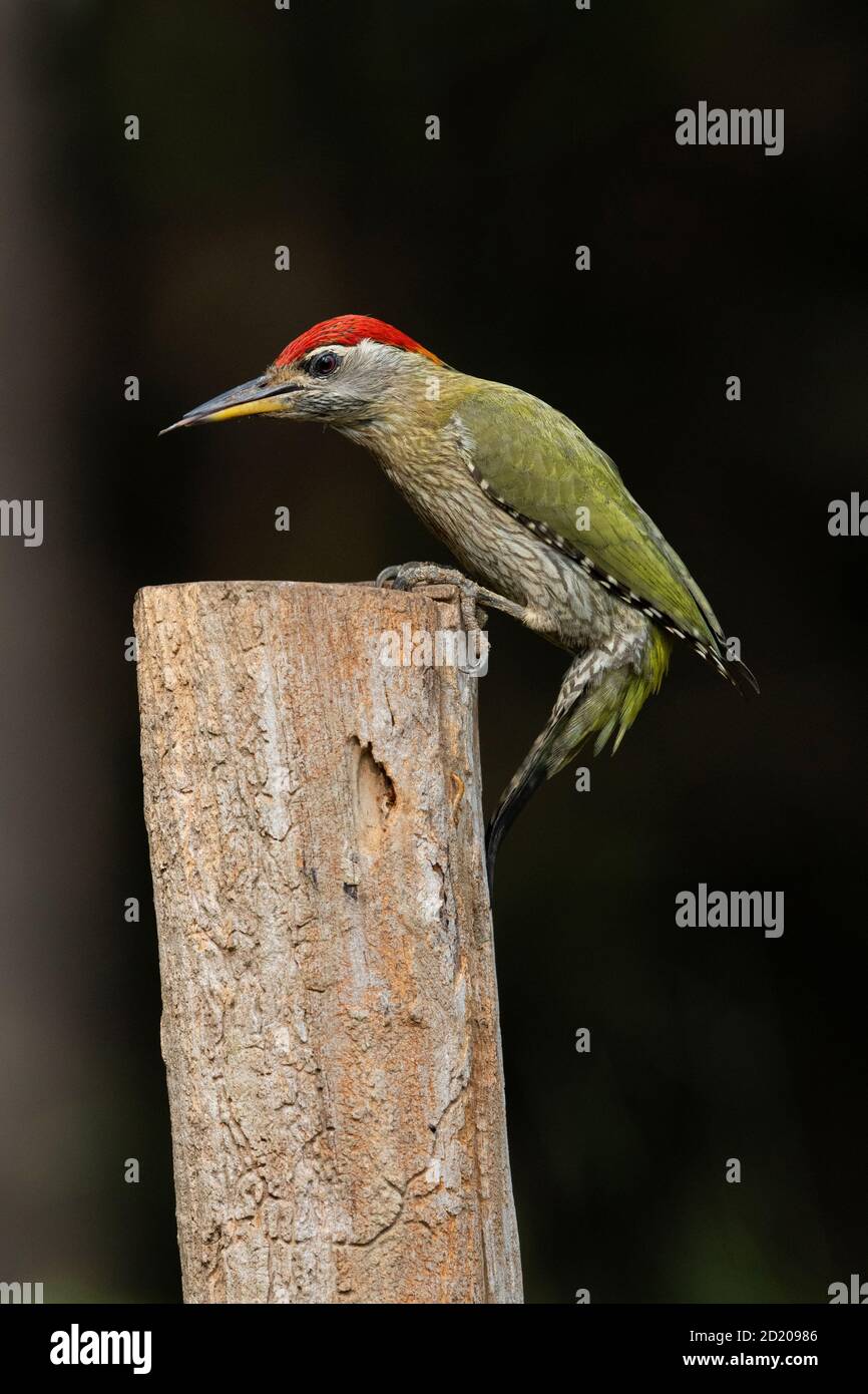 Streak throated woodpecker picus xanthopygaeus hi-res stock photography ...