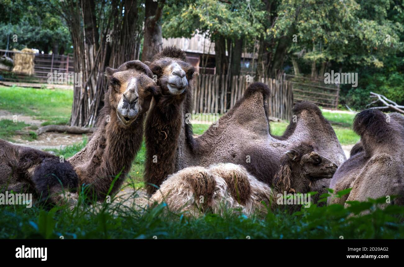 The family of Bactrian camels or Mongolian camels. Two mongolian camels ...