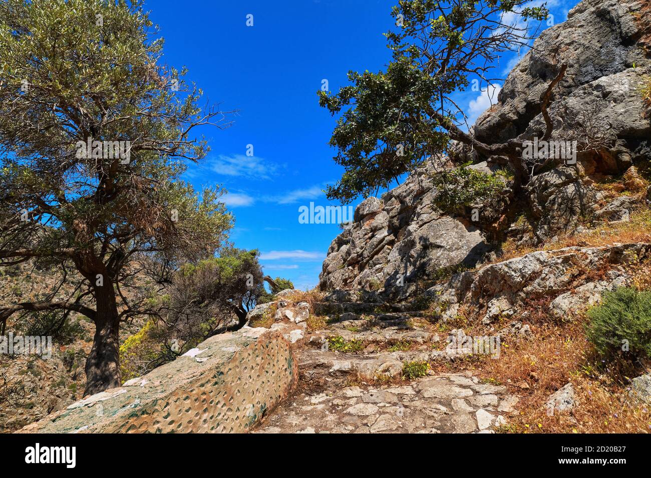 Olive Trees Greece High Resolution Stock Photography and Images - Alamy