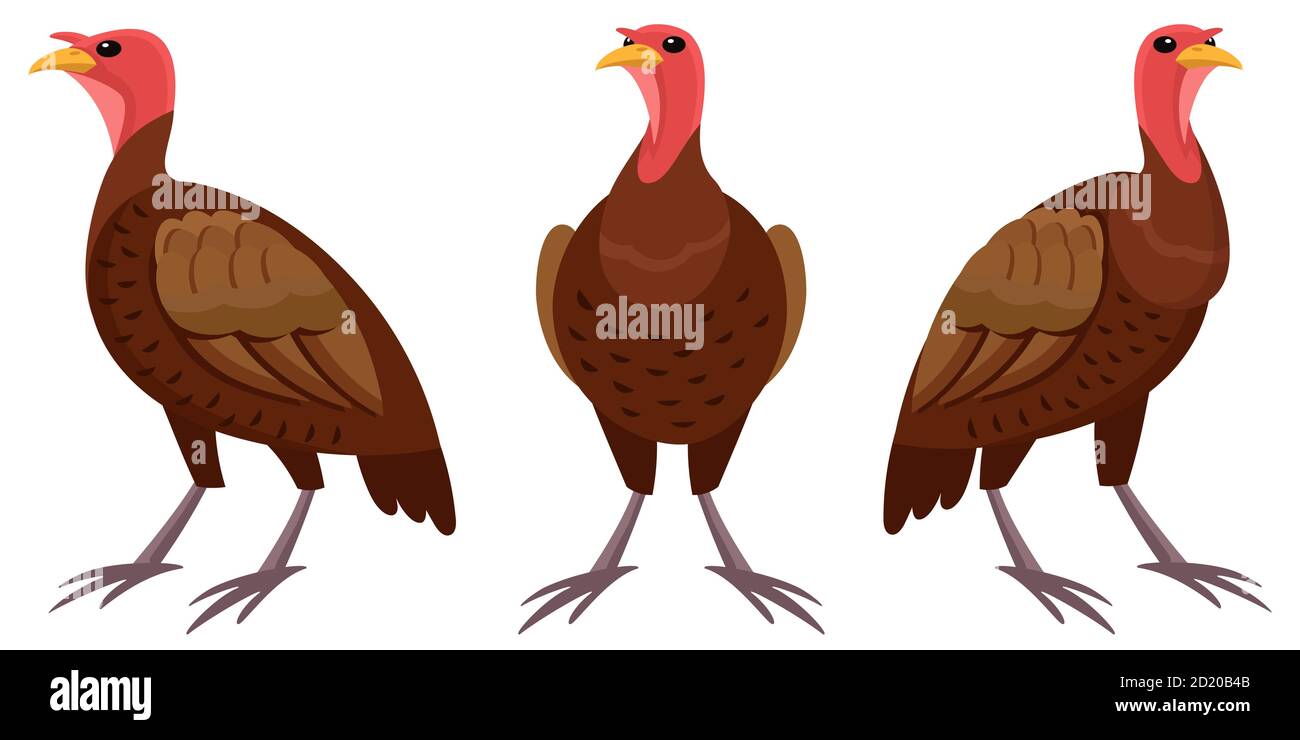 Turkey in different poses. Farm animal in cartoon style Stock Vector ...
