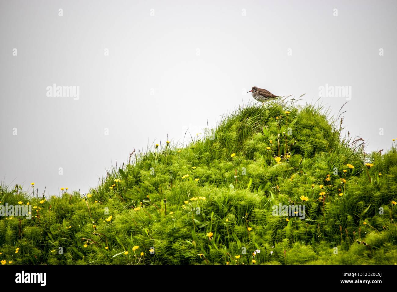 Icelandic birdlife hi-res stock photography and images - Alamy