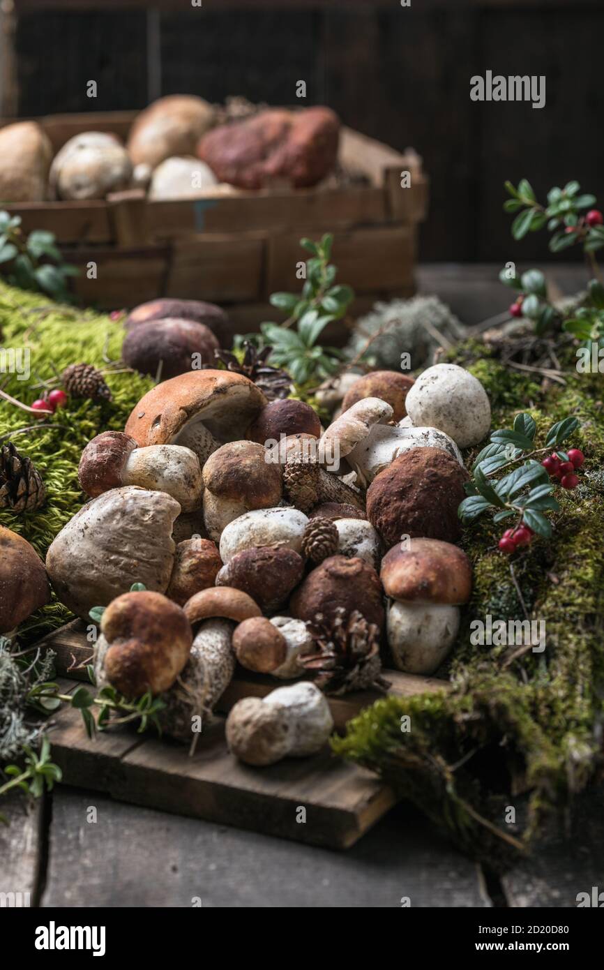 Autumn Cep Mushrooms. Ceps Boletus edulis over Wooden Background with ...