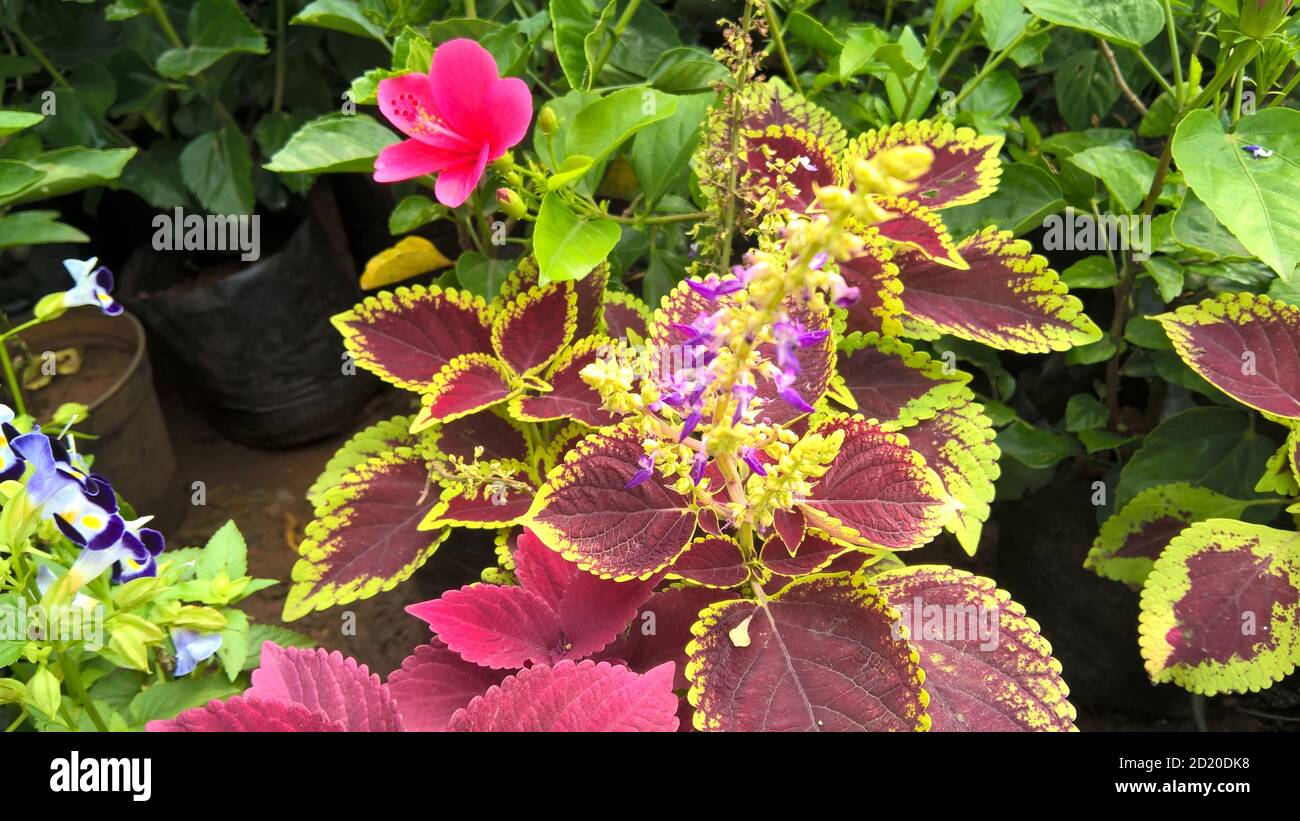 coleus plants also called Coleus blumei or Plectranthus scutellarioides ...