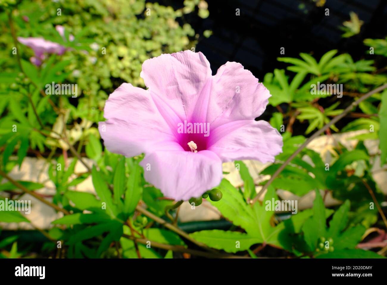 Rose morning glory hi-res stock photography and images - Alamy