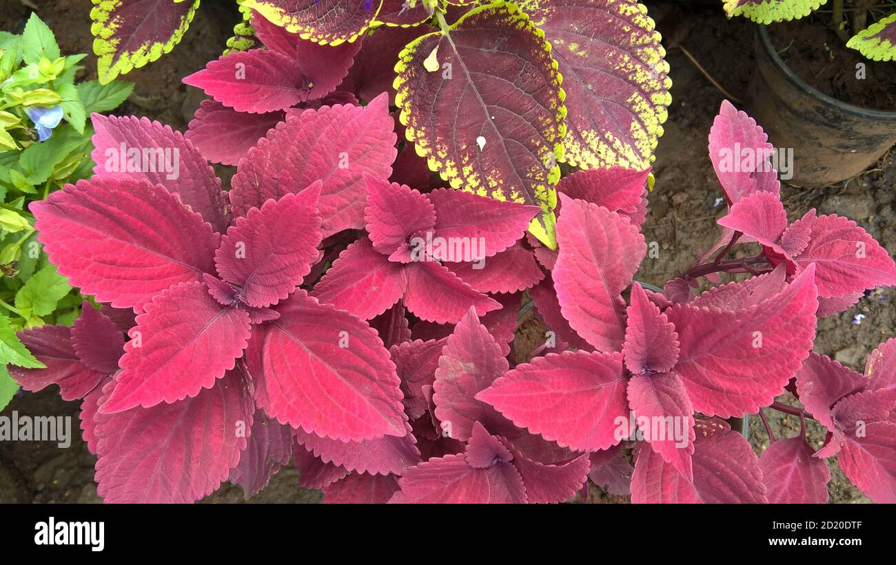 coleus plants also called Coleus blumei or Plectranthus scutellarioides ...