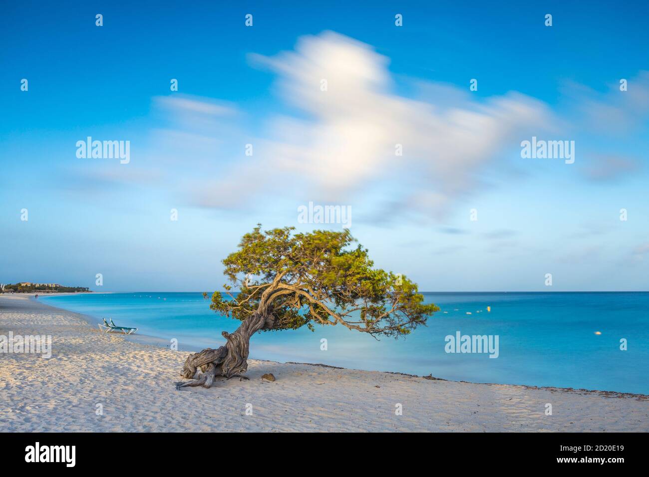Caribbean, Netherland Antilles, Aruba, Divi Divi Tree on Eagle Beach ...