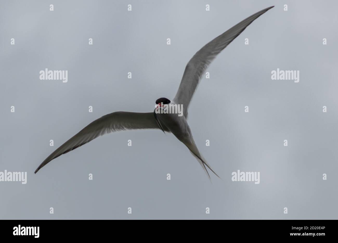 Gull fish hi-res stock photography and images - Alamy