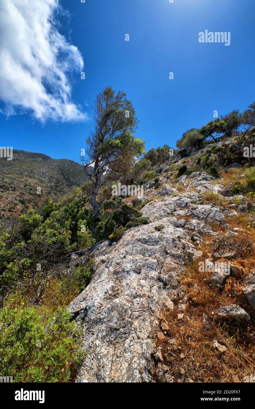 Greek landscape, hills, bushes, rocky slopes, wind-swept olive trees ...