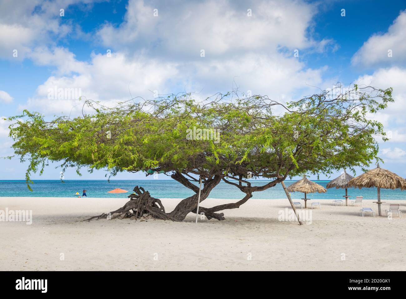 Caribbean, Netherland Antilles, Aruba, Tree on Eagle Beach Stock Photo ...