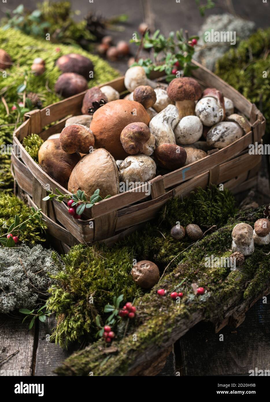 Autumn Cep Mushrooms. Ceps Boletus edulis over Wooden Background with ...