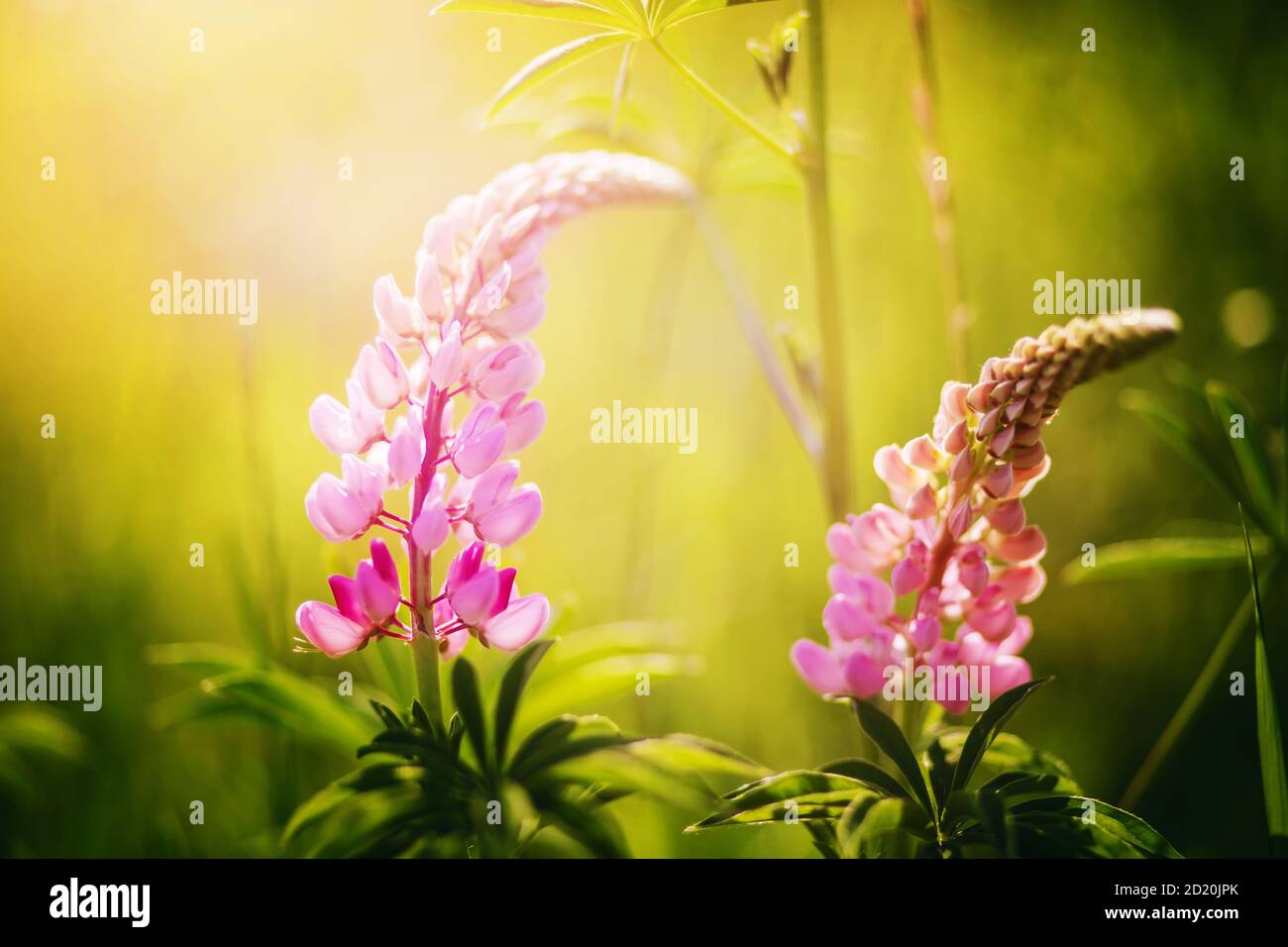 Bloom on long thin stems hi-res stock photography and images - Alamy