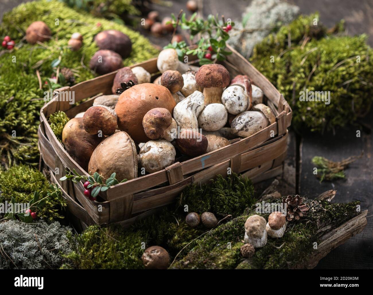 Autumn Cep Mushrooms. Ceps Boletus edulis over Wooden Background with ...
