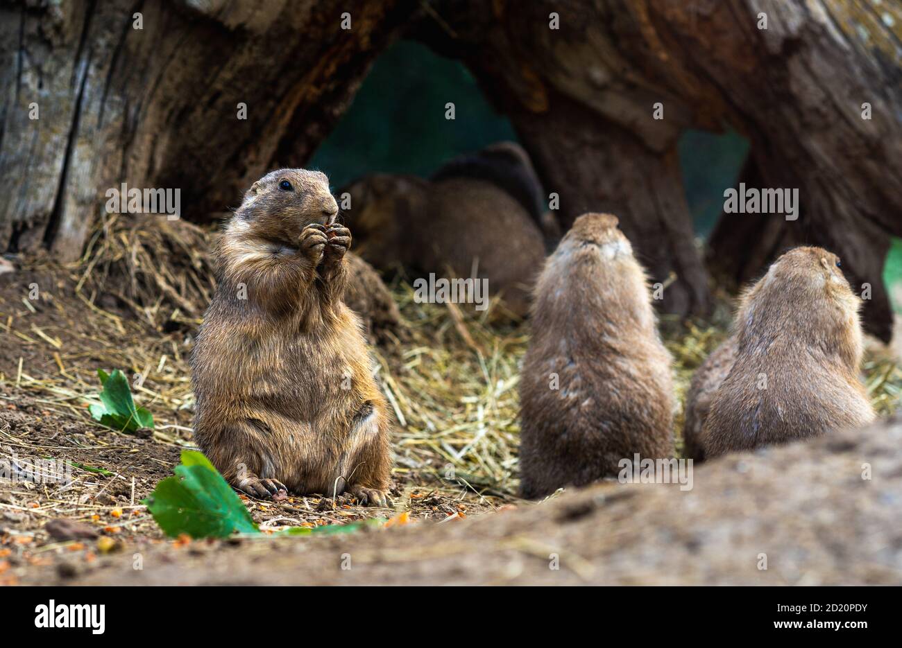 Black-tailed prairie dog is standing and looking streight Stock Photo ...
