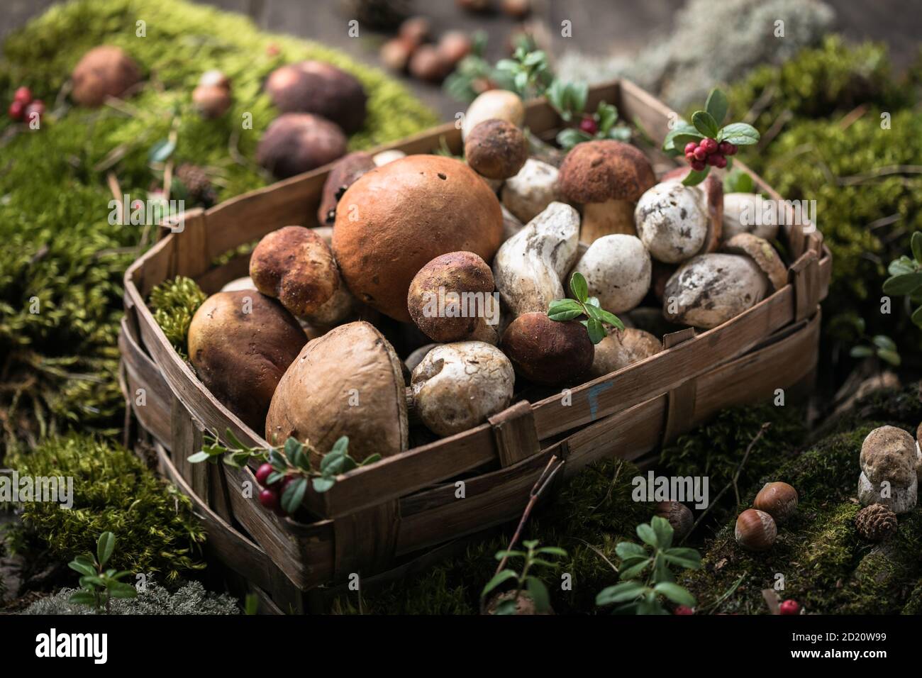Autumn Cep Mushrooms. Ceps Boletus edulis over Wooden Background with ...