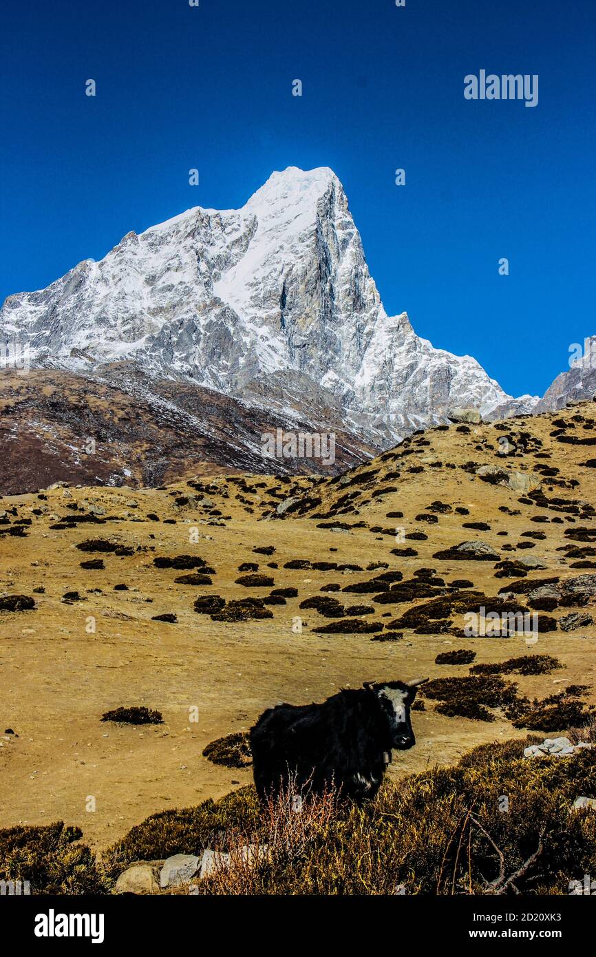 Domestic yak in the Himalayas, Nepal Stock Photo - Alamy