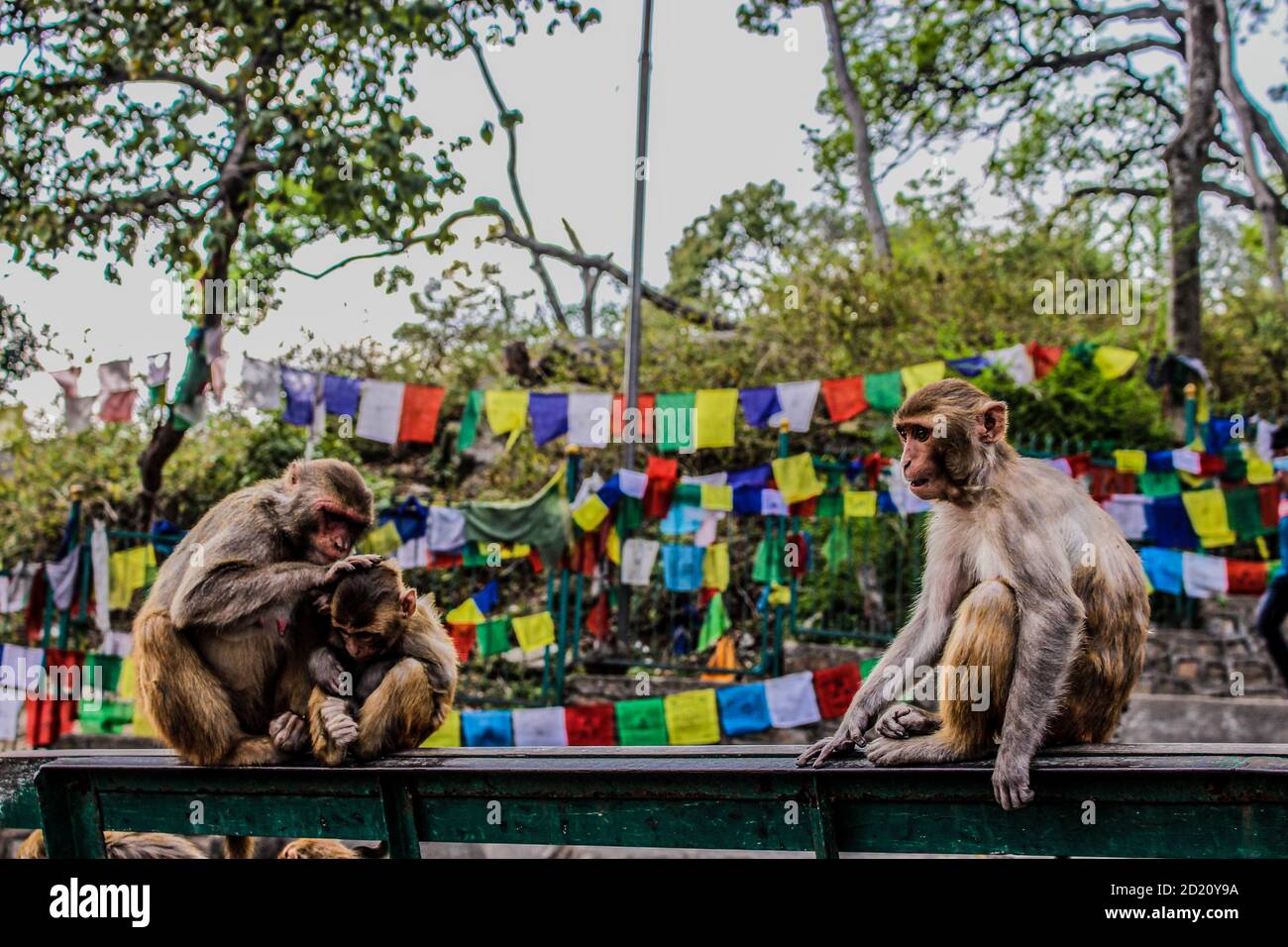 Rhesus macaques with prayer flags at Swayambhunath Stupa (Monkey Temple ...