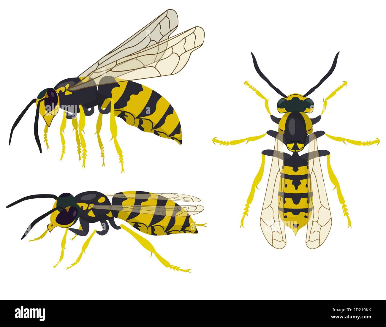 Wasp in different poses. Insect in cartoon style Stock Vector Image ...