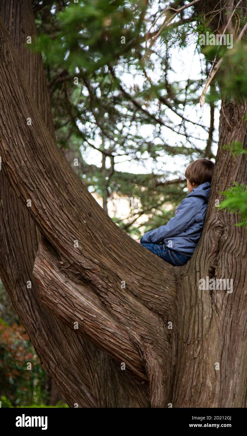 Portrait of cute kid boy sitting on the big old tree on sunny day ...