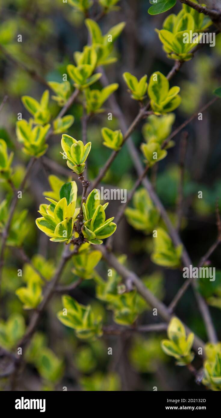 Natural green leaves on a tree branch. Young foliage Stock Photo - Alamy