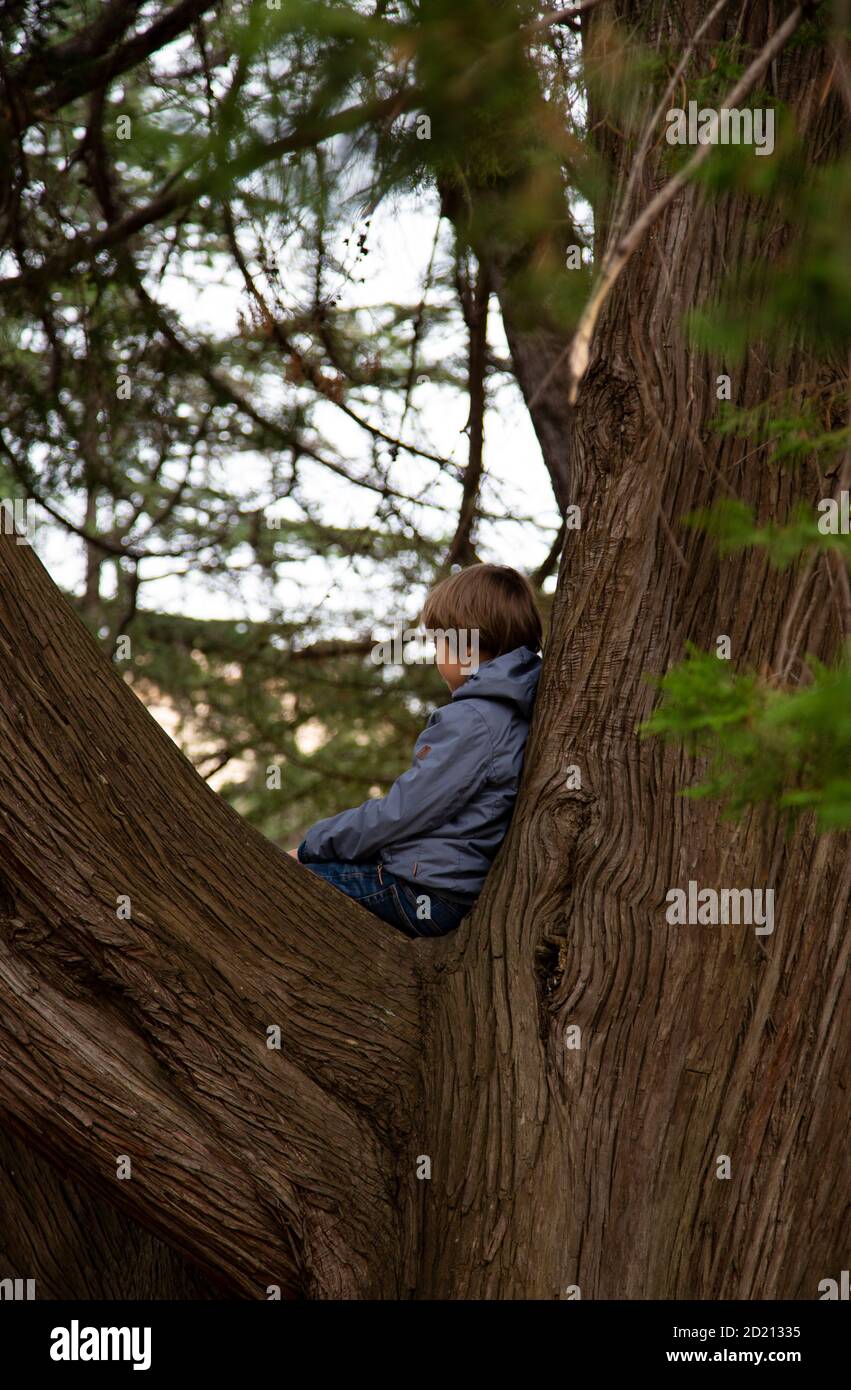 Portrait of cute kid boy sitting on the big old tree on sunny day ...