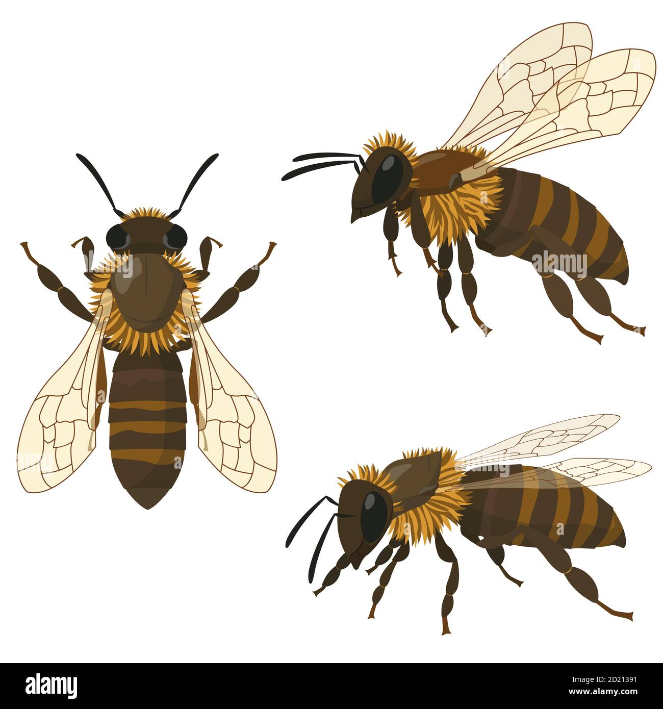 Bee in different poses. Insect in cartoon style Stock Vector Image ...