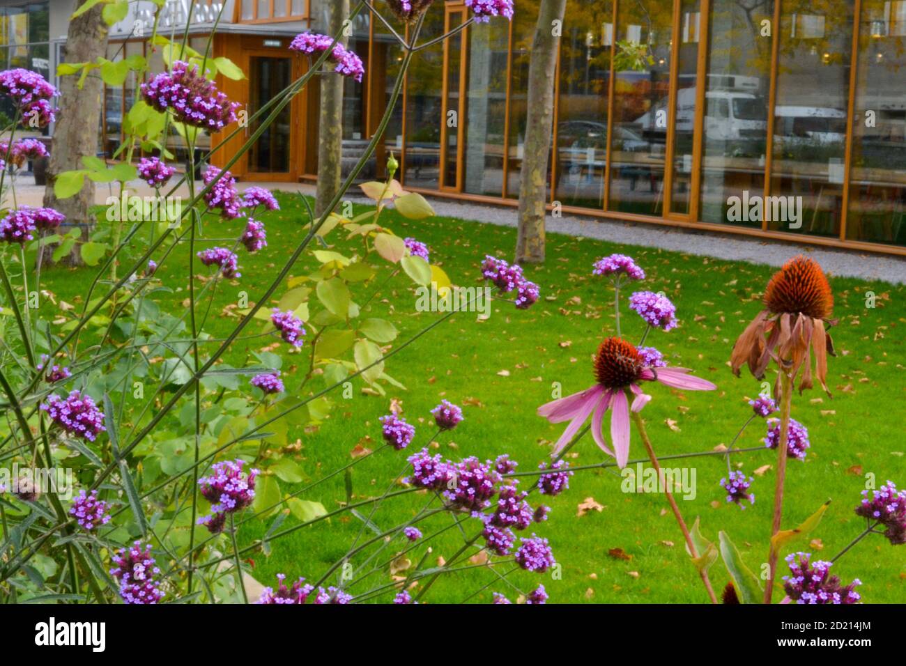 Urban tree trees summer community hi-res stock photography and images ...